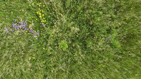 Natural grass texture, Aerial view of pa... | Stock Video | Pond5