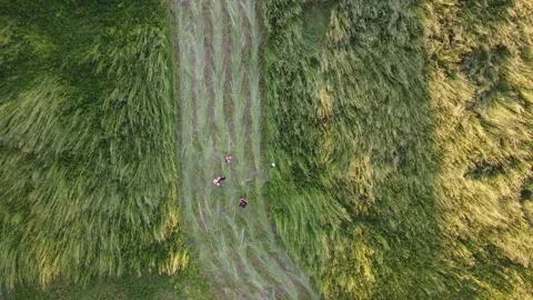 Natural grass texture, Aerial view of pa... | Stock Video | Pond5