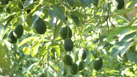 Natural hass avocados hanging in a avoca... | Stock Video | Pond5