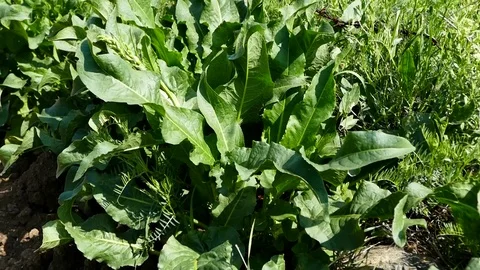 natural labada plant, medicinal labada g... | Stock Video | Pond5