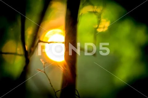 Natural light effect ~ Premium Stock Photo #245449094