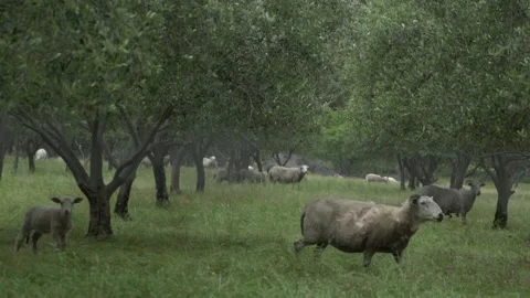 On natural open farm wildlife sheep ram ... | Stock Video | Pond5