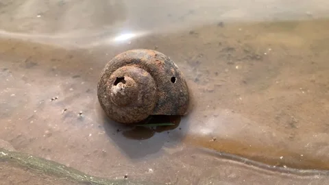 Natural Sea Shell on the river side of t... | Stock Video | Pond5