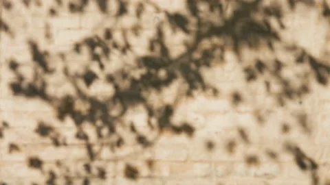 Natural shadows overlay on light brown t... | Stock Video | Pond5