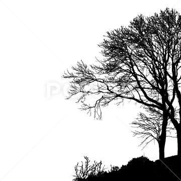 Natural tree silhouette on a white background. Vector illustration ...