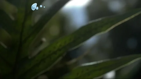 After Effects: Nature and Ecology Titles | After Effects #208842694