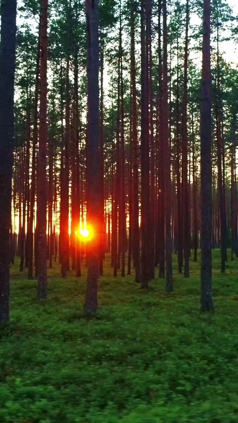 Evergreen Forest Floor Stock Videos – Royalty-Free HD & 4K Videos