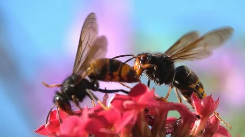Hornet Encounters Stock Videos – Royalty-Free HD & 4K Videos | Pond5