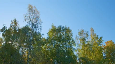 Nature change scene. Orange autumn leave... | Stock Video | Pond5