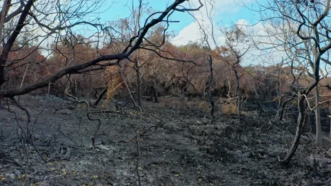 Nature devastation. Australian bushfire ... | Stock Video | Pond5