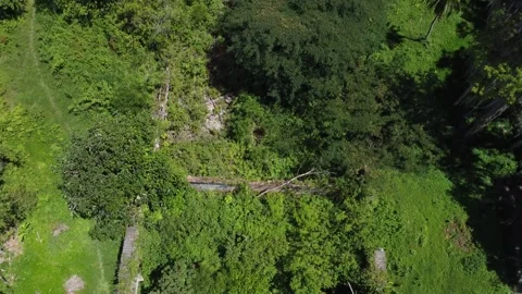 Trees Fighting Stock Videos – Royalty-Free HD & 4K Videos | Pond5