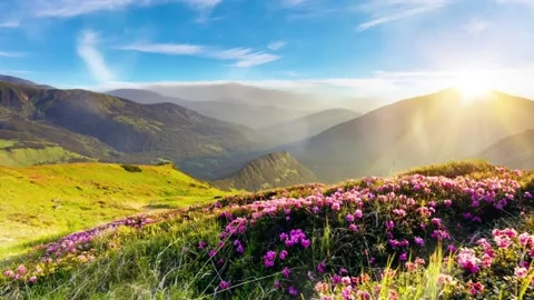 Flower Natural Scenery Stock Videos – Royalty-Free HD & 4K Videos | Page 4