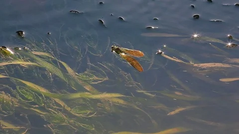 nature insects run river background | Stock Video | Pond5