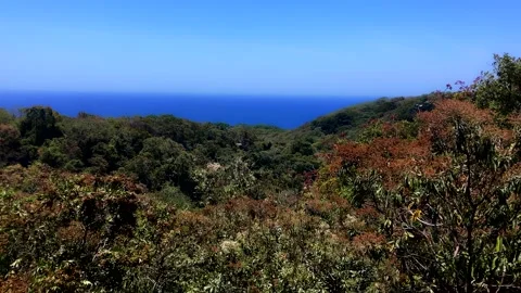 Nature landscape and Shady trees blowing... | Stock Video | Pond5