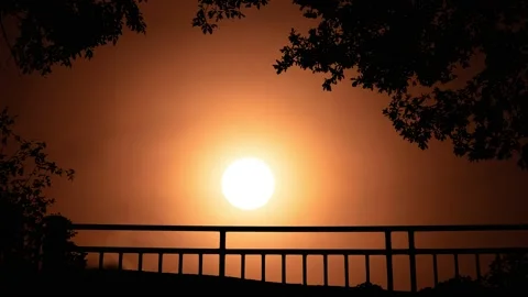 Nature Park Silhouette: Trees, Railing, ... | Stock Video | Pond5