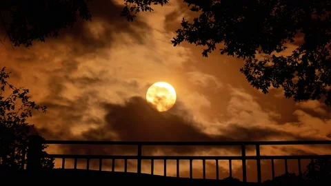 Nature Park Silhouette: Trees, Railing, ... | Stock Video | Pond5