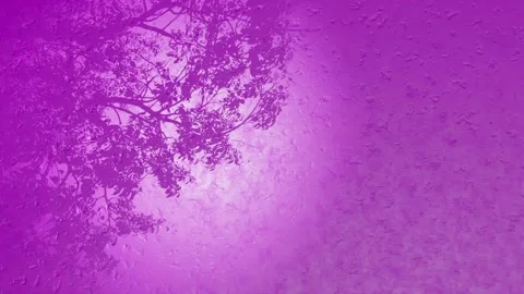 Nature Plant, tree leaves in gentle bree... | Stock Video | Pond5