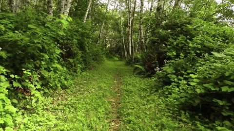 Nature trail virtual walk through forest | Stock Video | Pond5