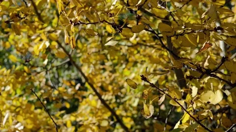 Video_Script Stock Videos – Royalty-Free HD & 4K Videos | Pond5