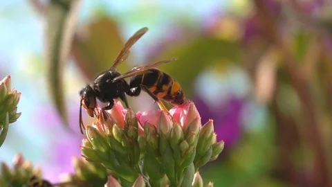 Hornet Encounters Stock Videos – Royalty-Free HD & 4K Videos | Pond5