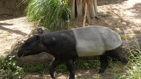 Nature wild life animal cute Malayan Tap... | Stock Video | Pond5