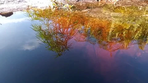 Mirror Nature Stock Videos – Royalty-Free HD & 4K Videos | Pond5