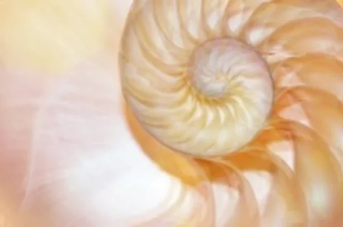 Chambered Nautilus Stock Video Footage | Royalty Free Chambered ...