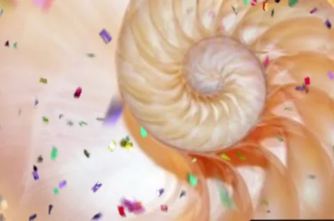 Nautilus Shell Stock Video Footage | Royalty Free Nautilus Shell Videos ...