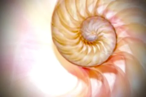 Chambered Nautilus Stock Video Footage | Royalty Free Chambered ...