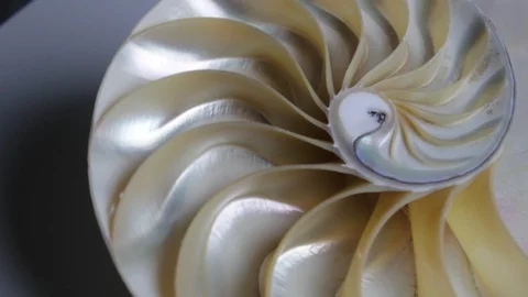 nautilus shell stock Fibonacci footage v... | Stock Video | Pond5