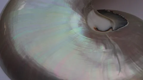 nautilus shell stock Fibonacci footage v... | Stock Video | Pond5