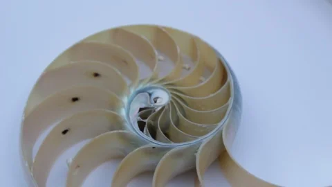 Nautilus Shell Stock Video Footage | Royalty Free Nautilus Shell Videos ...