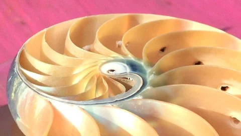 Nautilus Shell Stock Video Footage | Royalty Free Nautilus Shell Videos ...