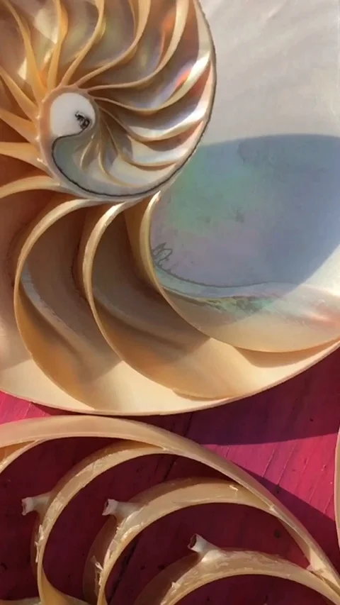 Nautilus Shell Stock Video Footage | Royalty Free Nautilus Shell Videos ...