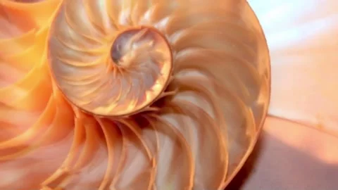 nautilus shell stock Fibonacci footage v... | Stock Video | Pond5