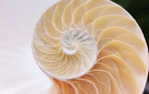 nautilus shell symmetry Fibonacci golden... | Stock Video | Pond5