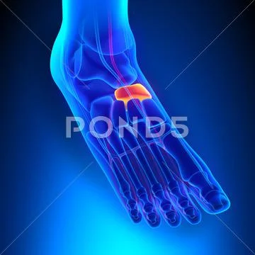 Navicular Bone Anatomy with Circulatory System Stock Image #46715576