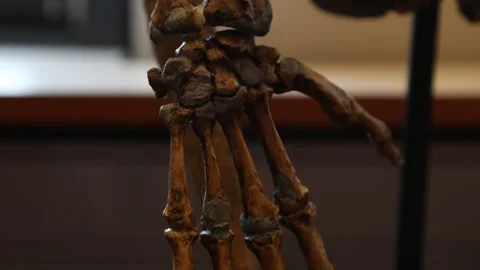 Neanderthal hand at the Max Planck Insti... | Stock Video | Pond5