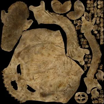 Neanderthal Skull ~ 3D Model ~ Download #89228478 | Pond5