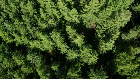 a needle forest filmed from above to bel... | Stock Video | Pond5