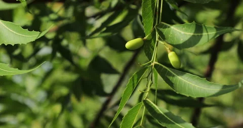 Neem fruit on neem tree. | Stock Video | Pond5