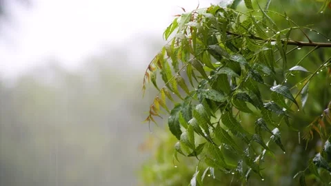 Get Soaked Stock Videos – Royalty-Free HD & 4K Videos | Pond5