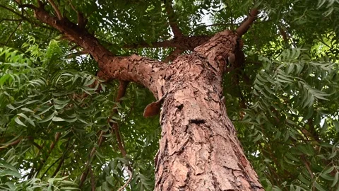 Neem tree bark, an old neem tree also kn... | Stock Video | Pond5