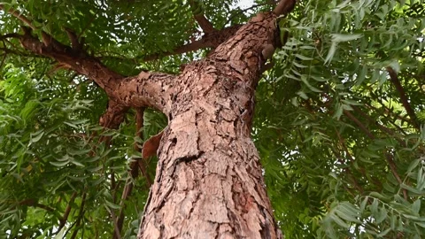 Neem tree bark, an old neem tree also kn... | Stock Video | Pond5