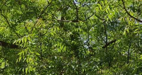 Neem tree in garden. Azadirachta indica.... | Stock Video | Pond5