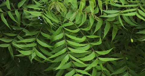 Nim or Stock Videos – Royalty-Free HD & 4K Videos | Pond5