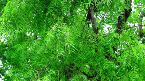 Neem Tree Stock Footage ~ Royalty Free Stock Videos | Pond5