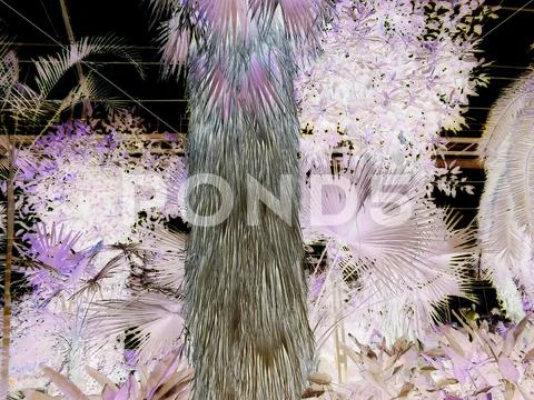 Negative image - Giant hemp palm tree of species Trachycarpus Fortunei ...