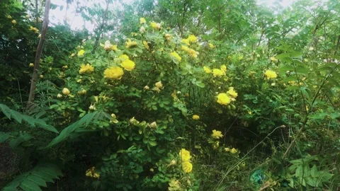 Neglected garden, yellow roses | Stock Video | Pond5