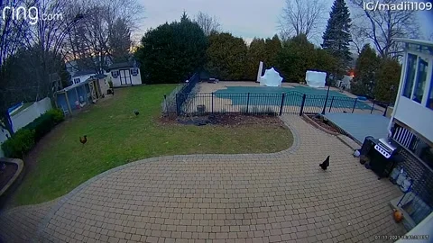 Put Neighbor 5 Stock Videos – Royalty-Free HD & 4K Videos